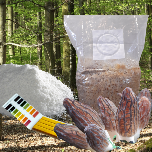 Morchel Zucht Set | edelpilze.shop
