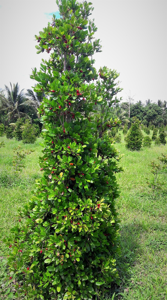 Miracle Berry: A brief History