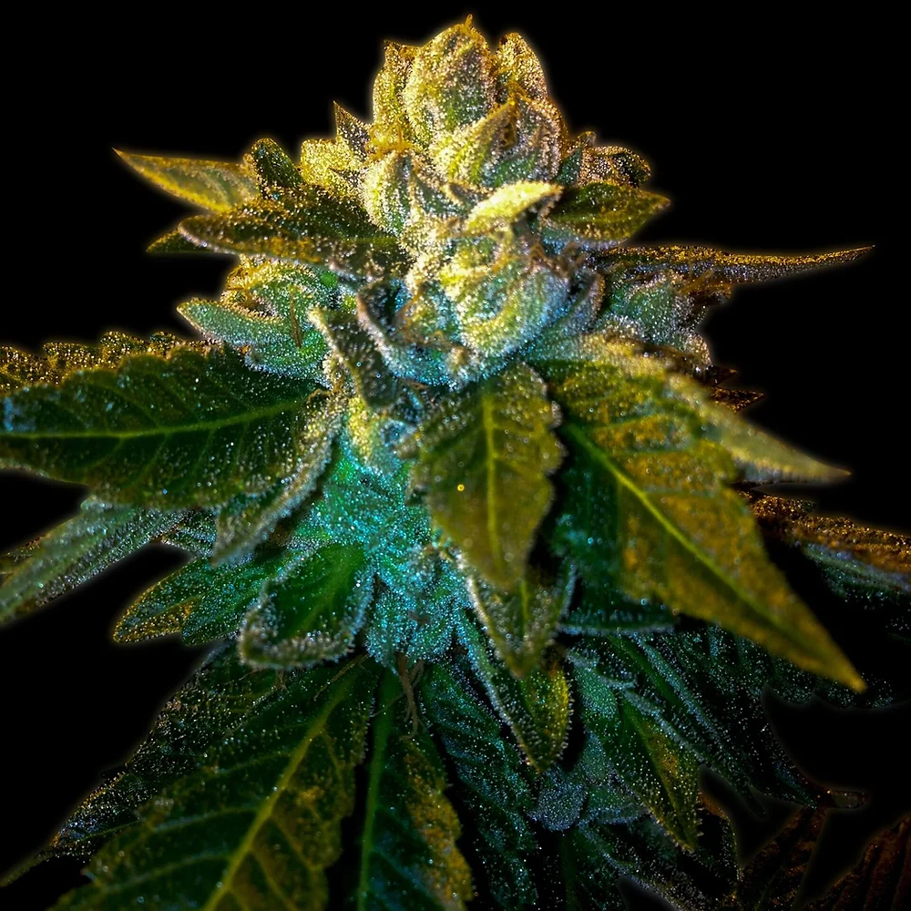 Top 10 Strains for Beginners to Grow