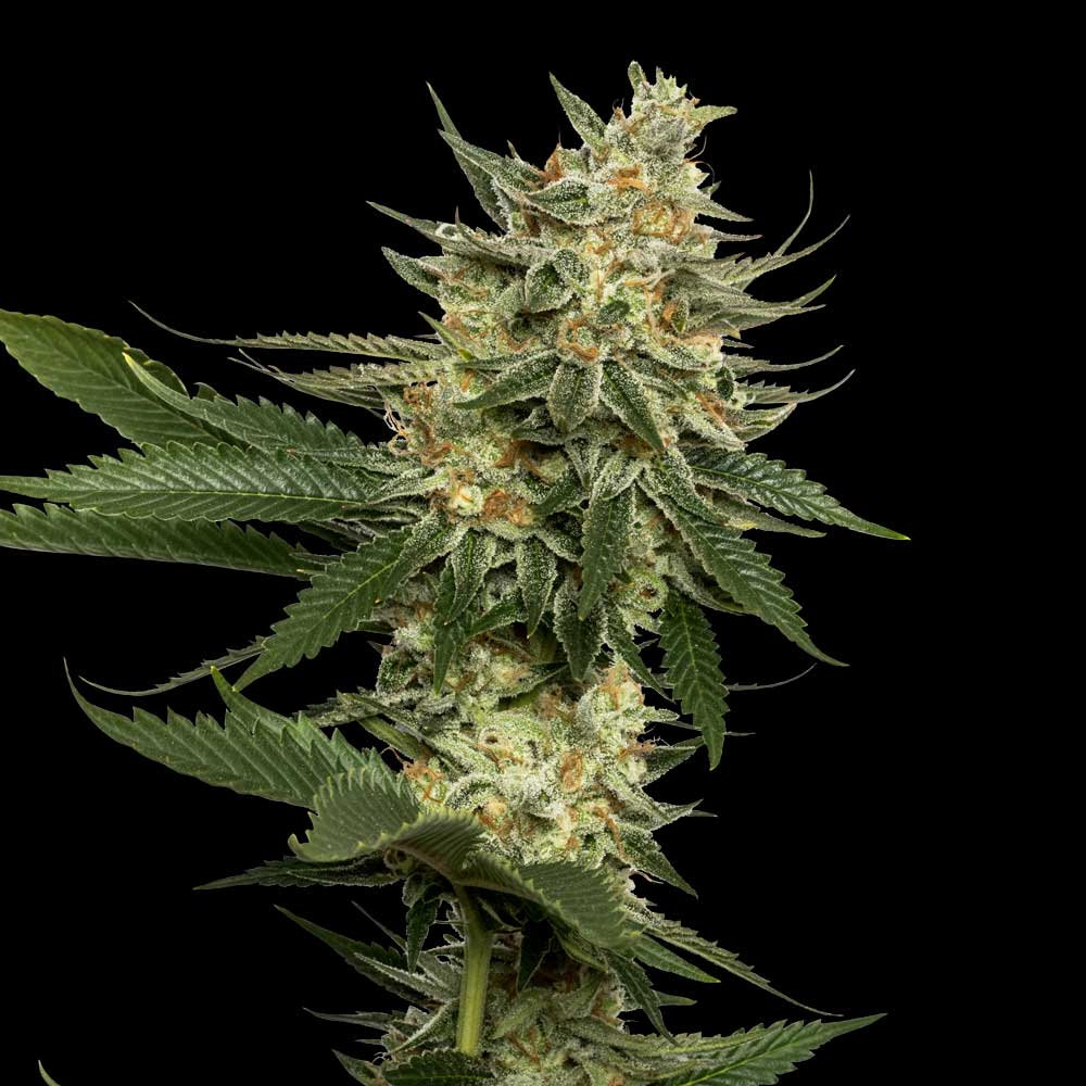 Tangie Regular Cannabis Seeds