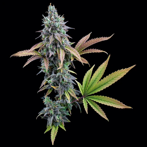 Cinderella 99 Cannabis Seeds | Simply Crafted