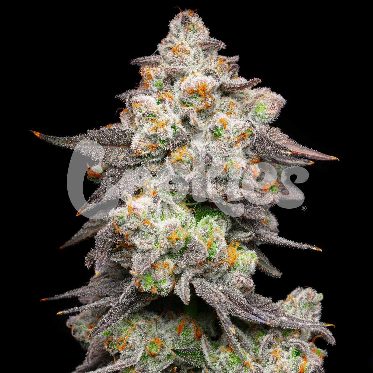 Acai Grapes Feminized Cannabis Seeds