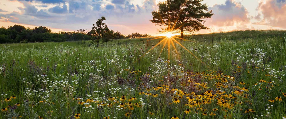 Transform Your Lawn into a Pollinator Paradise: The Benefits of ...