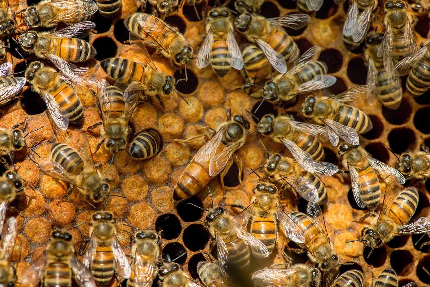 Queen Bees For Sale | VSH Tested Queens | Kinni Bees