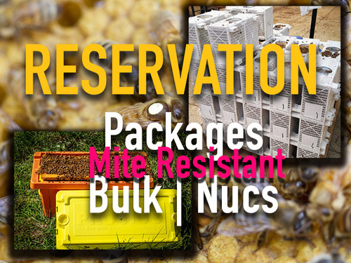 2025 Bee Order Reservation | Kinni Bees