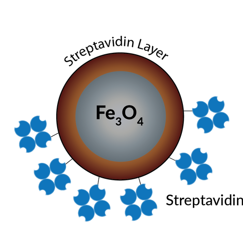 Streptavidin Coated Magnetic Beads, 500 nm Diameter | Luna Nanotech Canada