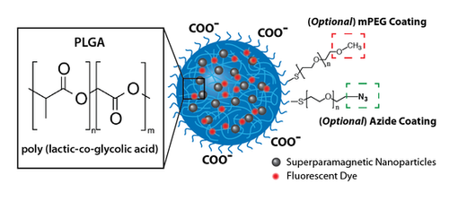PLGA Nanoparticles, Magnetic, Fluorescently Labeled | Luna Nanotech