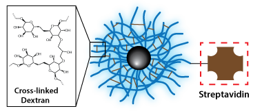 Dextran CLIO Magnetic Nanoparticles - Streptavidin | Luna Nanotech