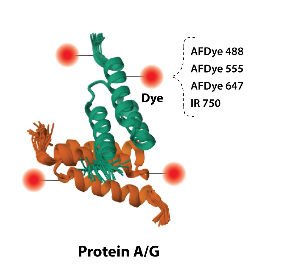 Protein A/G, Fluorescent Dye Labeled | Luna Nanotech
