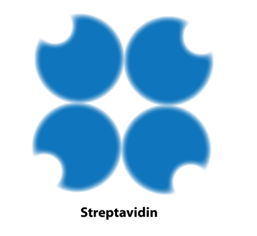 Streptavidin Recombinant Lyophilized Luna Nanotech