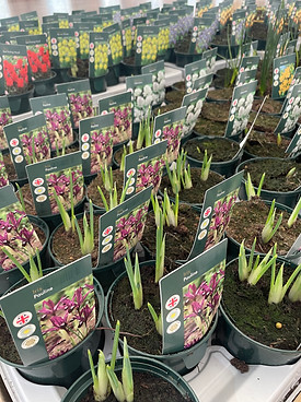 Garden Centre | Snowdonia Nurseries and Garden Centre | Llansanffraid ...