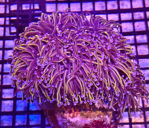 24k Gold Torch Colony | Real Reef Canada