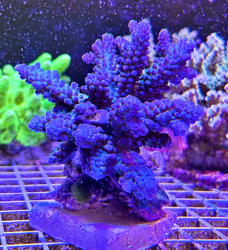Blue & Purple Fiji Acropora (med) | Real Reef Canada