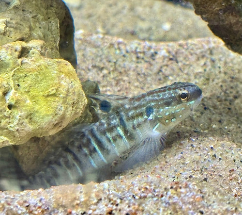 Dragon Goby (med) | Real Reef Canada