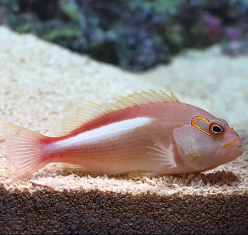 Arc Eye Hawkfish (med/lg) | Real Reef Canada
