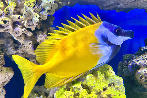 Yellow Foxface Rabbitfish (XL) | Real Reef Canada