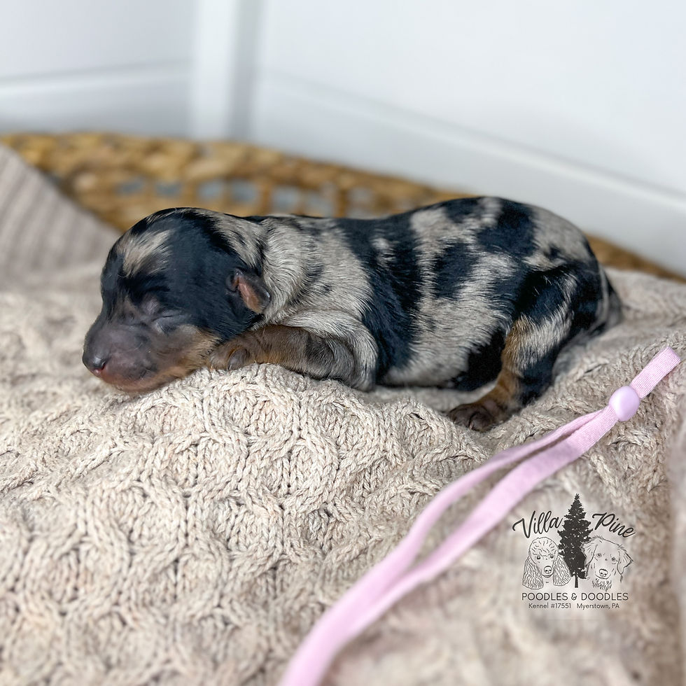 BEST MINIATURE AUSSIEDOODLE BREEDER | Mini Aussiedoodle Puppies Near Me ...