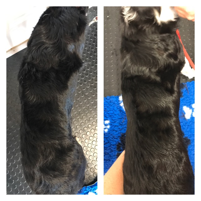 What Is A Floating Rib On A Dog