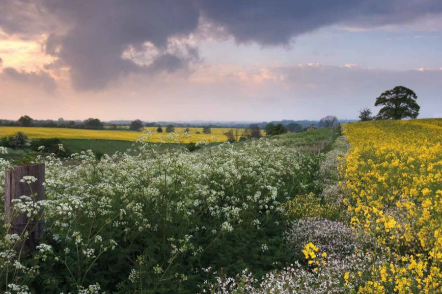 Chestnut | East Anglia | Collection of Pubs, Inns and Restaurants