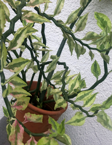 Variegated Devils Backbone | Rob's Rare Plants