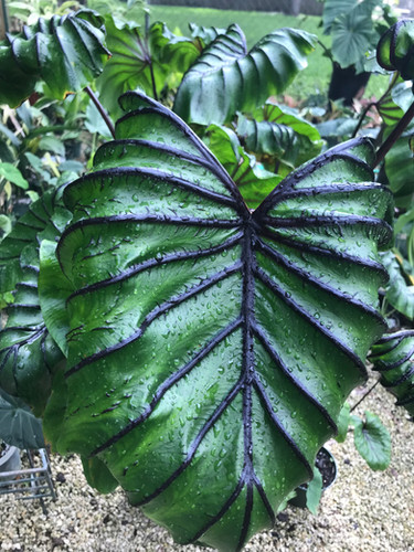 Colocasia 'Pharaoh's Mask' | Rob's Rare Plants