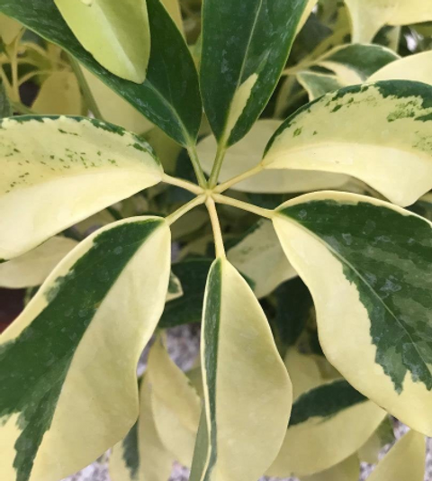 schefflera actinophylla plant