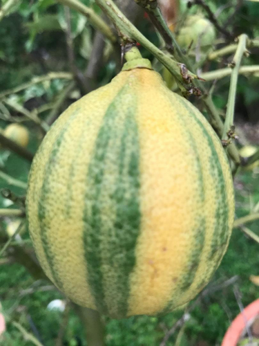 Variegated Pink Lemon | Rob's Rare Plants