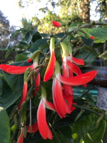 Mucuna bennettii 'Red Jade Vine' | Rob's Rare Plants