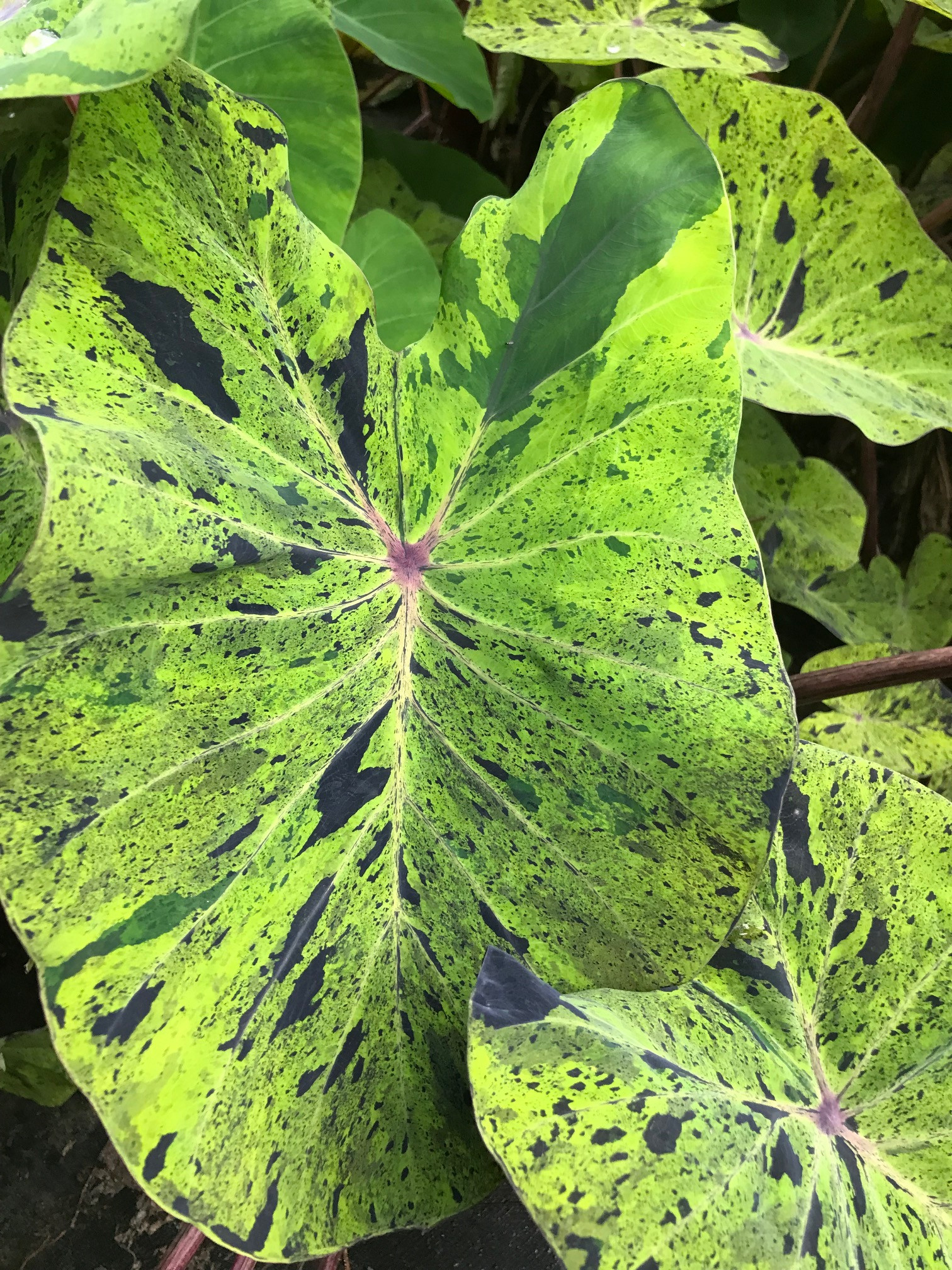 Colocasia 'Mojito' esculenta