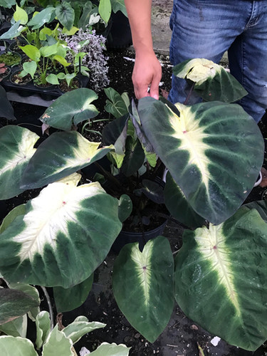 Colocasia 'Colossal Tropical Storm' | Rob's Rare Plants