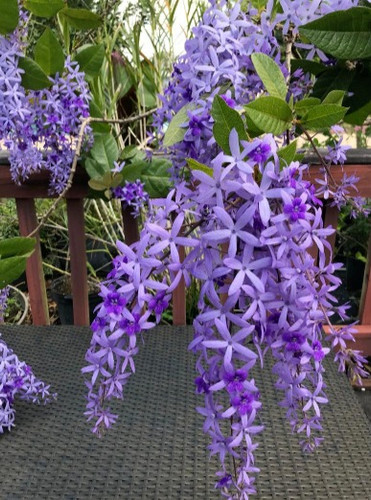 Petria 'Florida Wisteria' racemosa | Rob's Rare Plants