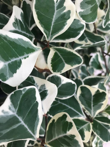 Ficus Natalensis leprieurii Variegata 'Heart Leaf Ficus' | Rob's Rare ...