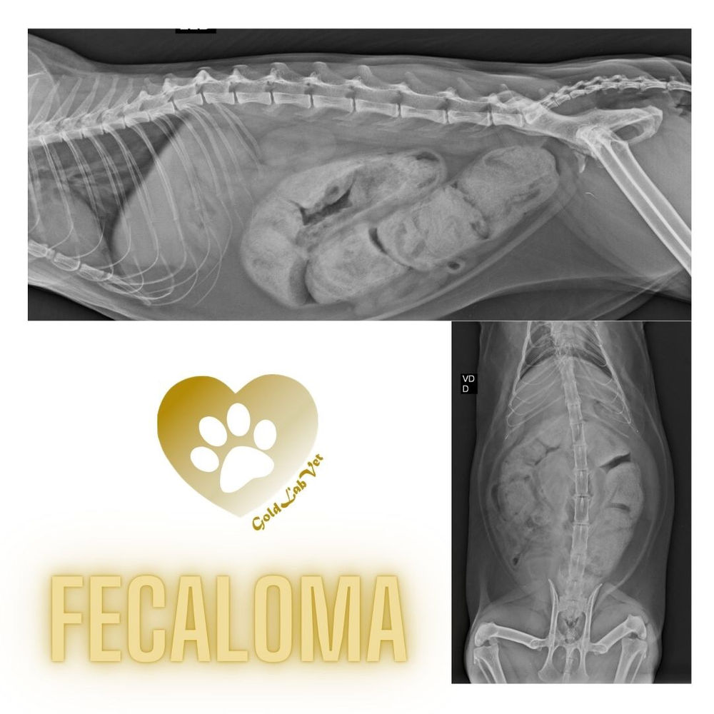 FECALOMA | Laboratório Veterinário Gold Lab Vet