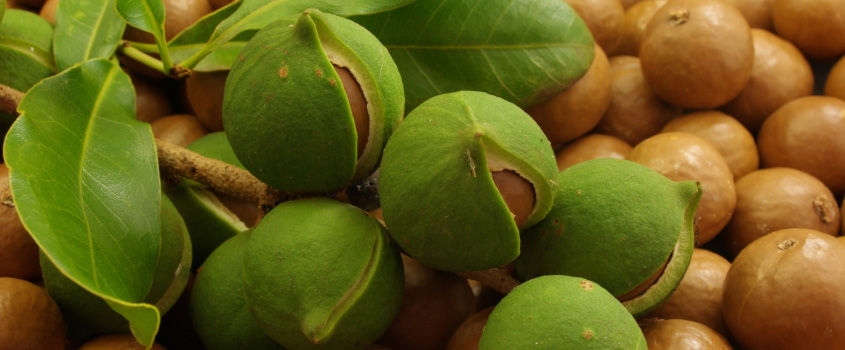 MACADAMIAS - DELICIOUS AND NUTRITIOUS