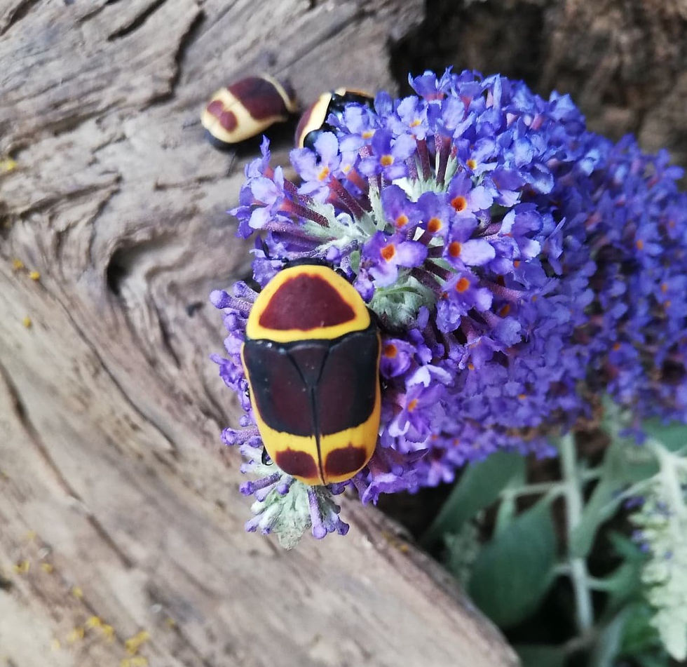 Flower Beetles Overview | The Insect Farm