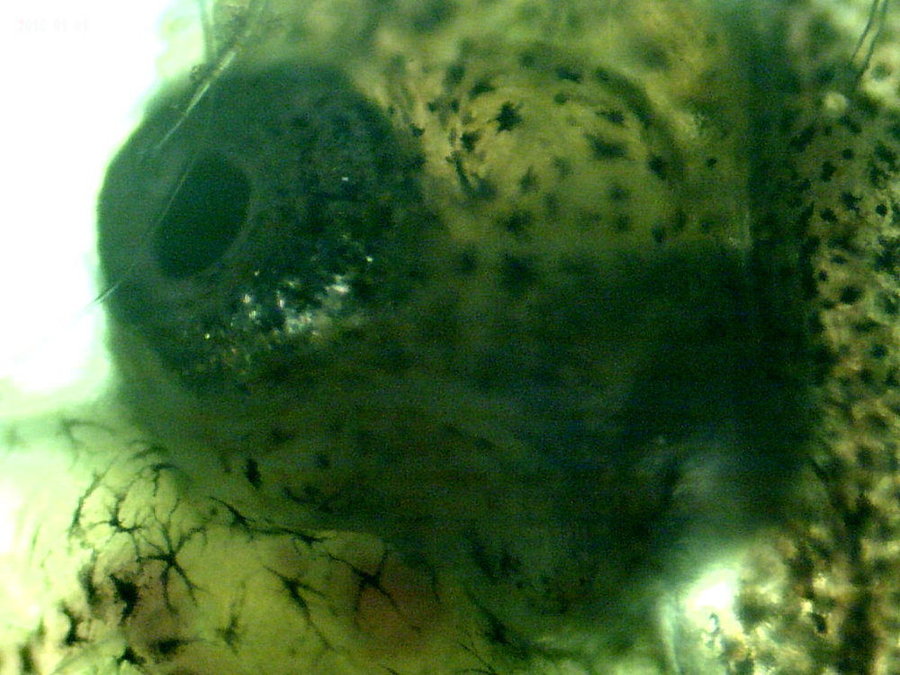 Topsmelt Update - Growing!