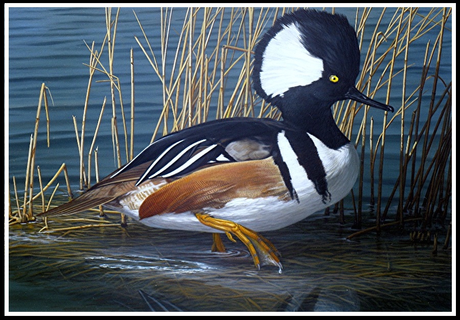 Maryland Duck Stamp Prints | Towson, MD | Maryland Realist Ltd.