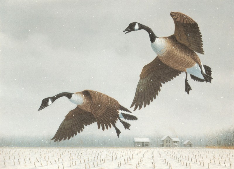Maryland Duck Stamp Prints | Towson, MD | Maryland Realist Ltd.