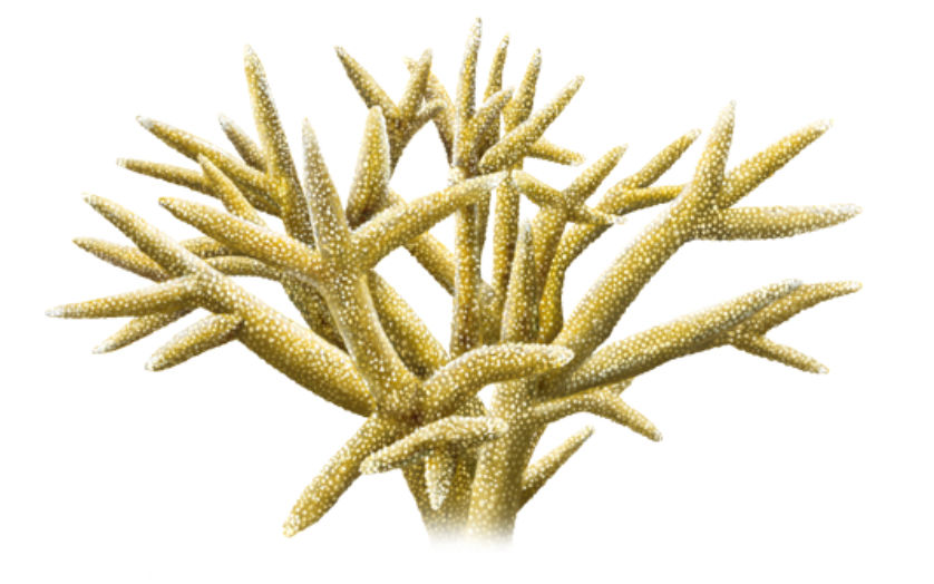 Identifying coral and what makes them unique.