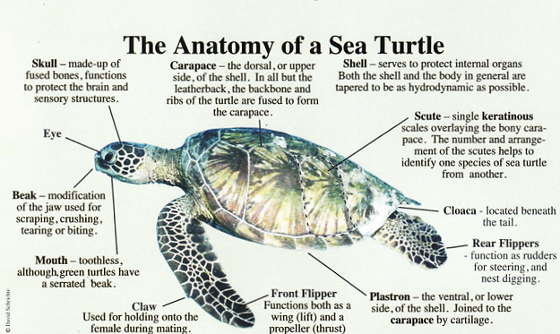 Turtles | GFC Inc.