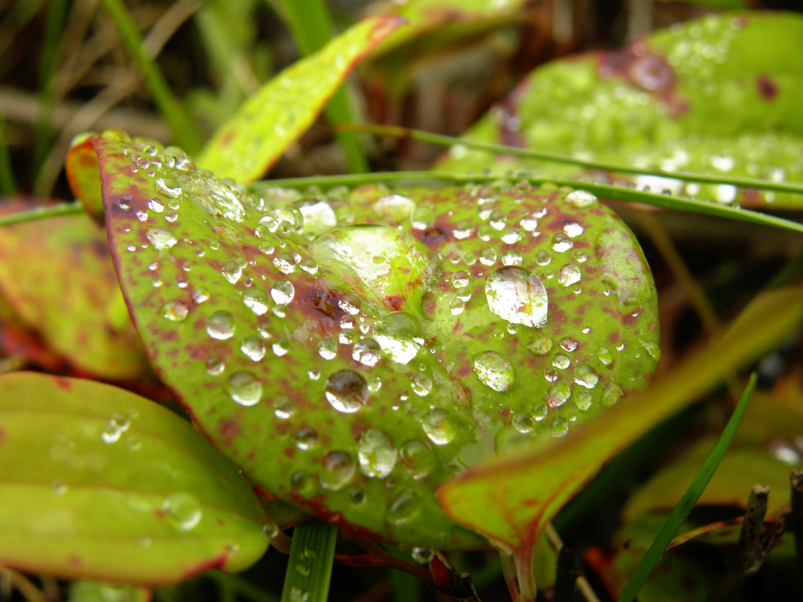 Definelulu.com - Home to Dallas Artist Elizabeth Felker