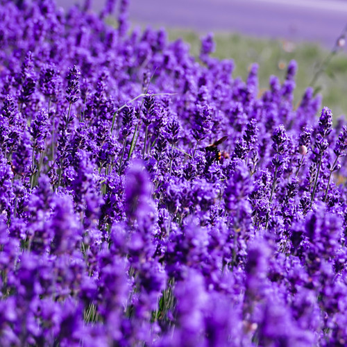 Lavandula Angustifolia 'Royal Velvet' Lavender Plants | cedarbrooklavender