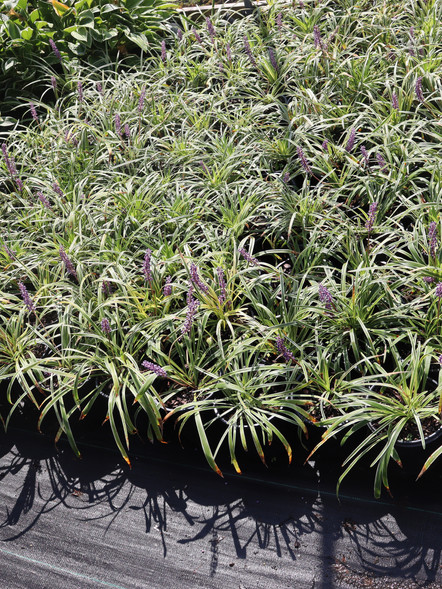 Current Auctions | Steiner Auctions