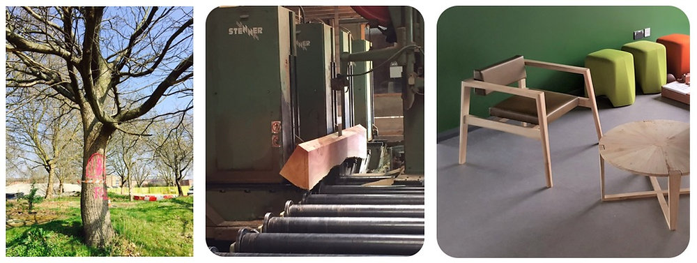 Tree Reuse: Sustainable Urban Timber