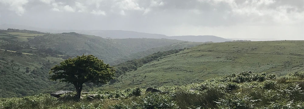 Trees on Dartmoor Commons