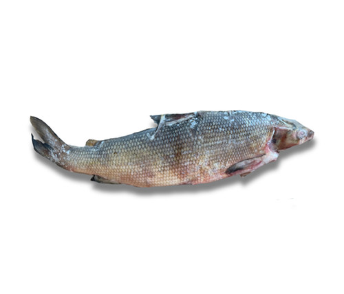 Whole Whitefish | firstfish