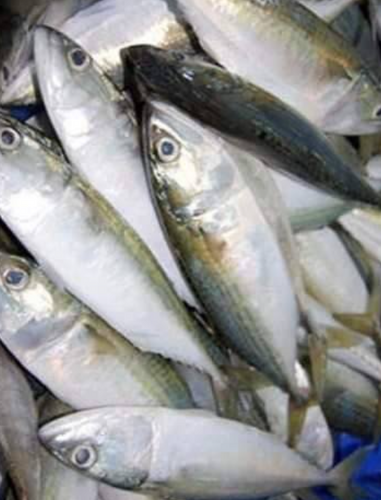Indian makrell 1kg | FilNor Supermarket