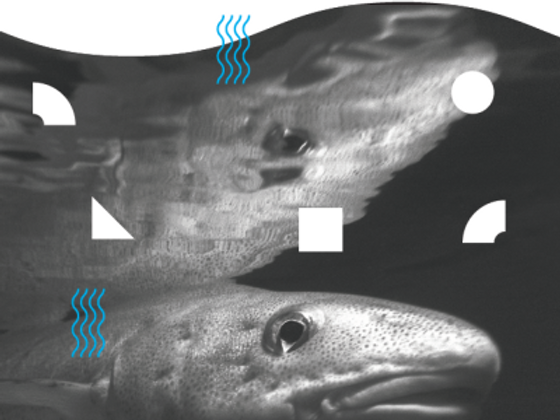 The First 100% Fish Article Published by Arctica Finance and Iceland ...