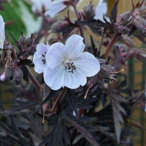 Geranium MIDNIGHT GHOST | Plant Lovers Garden