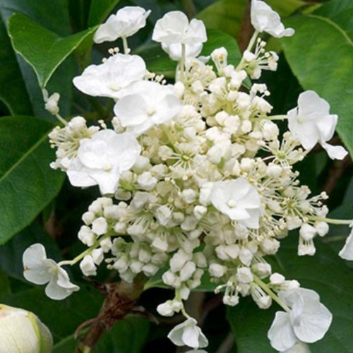 Hydrangea SEEMANNII (Climbing) | Plant Lovers Garden